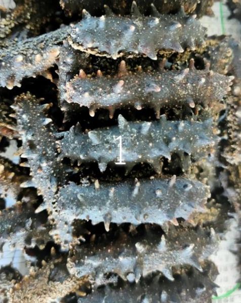 海虹干海参干怎么泡发_海虹干海参干做法大全-第3张图片-山城妙识 海虹干海参干怎么泡发_海虹干海参干做法大全-第3张图片-山城妙识