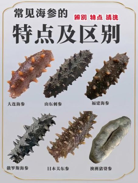 海参的功效与作用有哪些_海参营养价值高吗-第3张图片-山城妙识