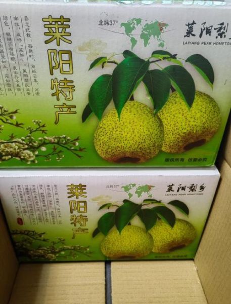莱阳梨图片高清大图哪里找_莱阳梨怎么挑选-第3张图片-山城妙识