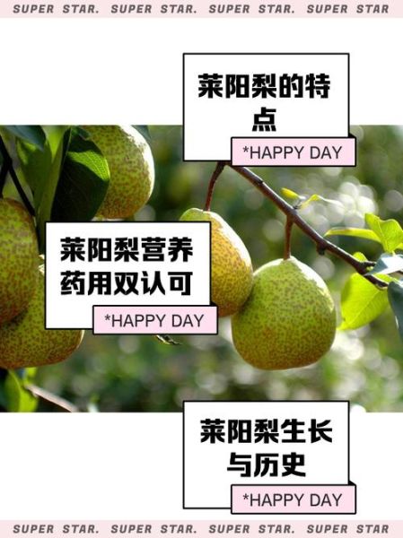 莱阳梨图片高清大图哪里找_莱阳梨怎么挑选-第2张图片-山城妙识