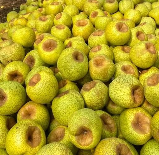 莱阳梨图片高清大图哪里找_莱阳梨怎么挑选-第1张图片-山城妙识