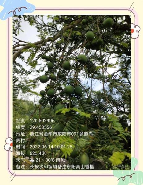 香榧树图片长什么样_香榧树几年结果-第1张图片-山城妙识