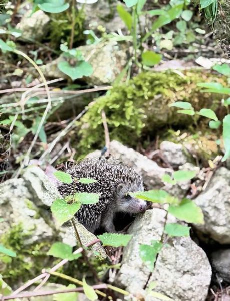 香榧树图片长什么样_香榧树几年结果-第2张图片-山城妙识