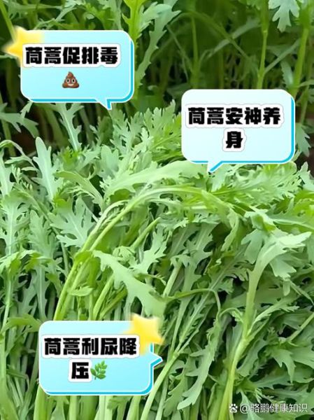 茼蒿菜什么人不能吃_茼蒿菜禁忌人群有哪些-第1张图片-山城妙识