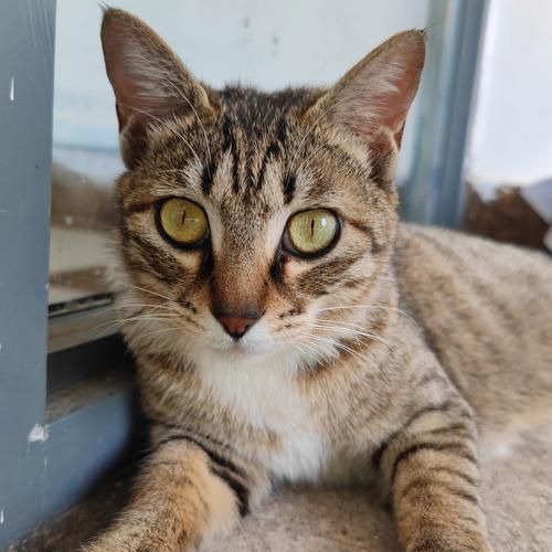 柚子猫是什么猫_柚子猫多少钱一只-第2张图片-山城妙识 柚子猫是什么猫_柚子猫多少钱一只-第2张图片-山城妙识