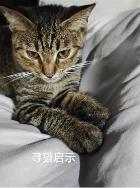 柚子猫是什么猫_柚子猫多少钱一只-第1张图片-山城妙识 柚子猫是什么猫_柚子猫多少钱一只-第1张图片-山城妙识