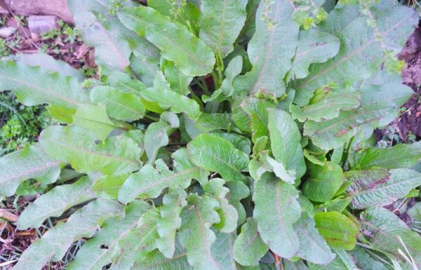 羊蹄根图片长什么样_羊蹄根的功效与作用有哪些-第2张图片-山城妙识