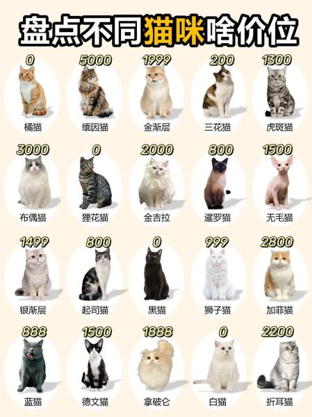 柚子猫是什么猫_柚子猫多少钱一只-第3张图片-山城妙识 柚子猫是什么猫_柚子猫多少钱一只-第3张图片-山城妙识