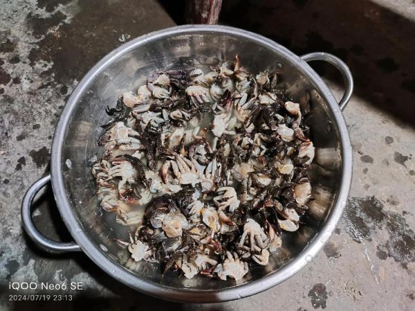 野生河蟹怎么处理干净_野生河蟹清洗步骤-第3张图片-山城妙识