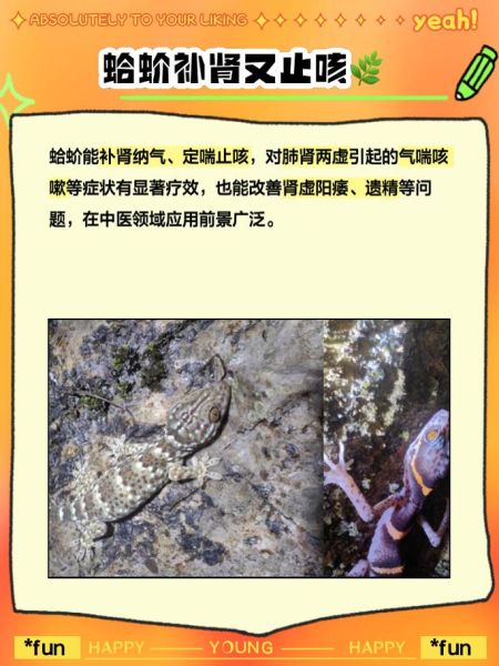 蛤蚧怎么读_蛤蚧的功效与作用-第3张图片-山城妙识