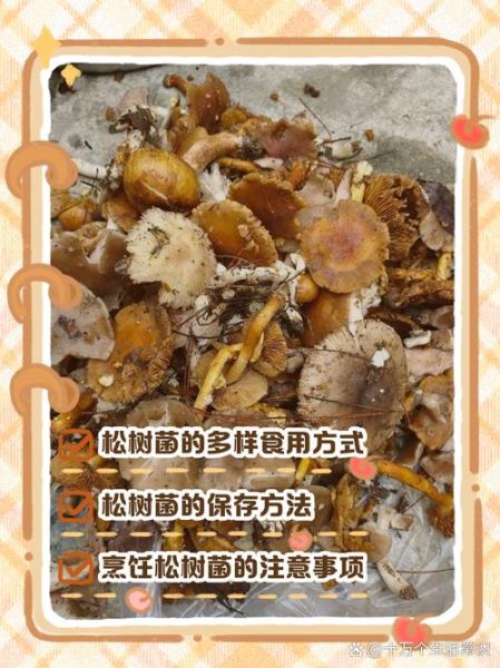 松树菌有毒吗_松树菌怎么做好吃-第1张图片-山城妙识 松树菌有毒吗_松树菌怎么做好吃-第1张图片-山城妙识