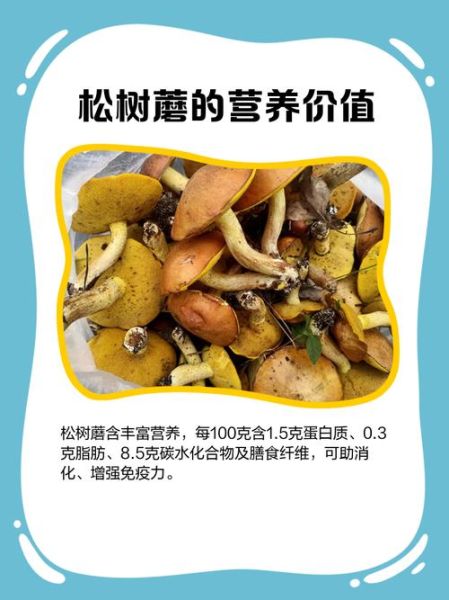 松树菌有毒吗_松树菌怎么做好吃-第2张图片-山城妙识 松树菌有毒吗_松树菌怎么做好吃-第2张图片-山城妙识