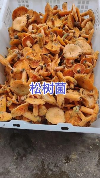松树菌有毒吗_松树菌怎么做好吃-第3张图片-山城妙识 松树菌有毒吗_松树菌怎么做好吃-第3张图片-山城妙识
