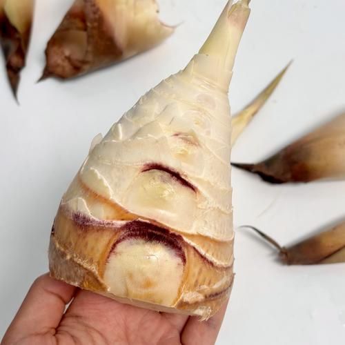 笋都有哪几种_新鲜笋类品种大全-第2张图片-山城妙识