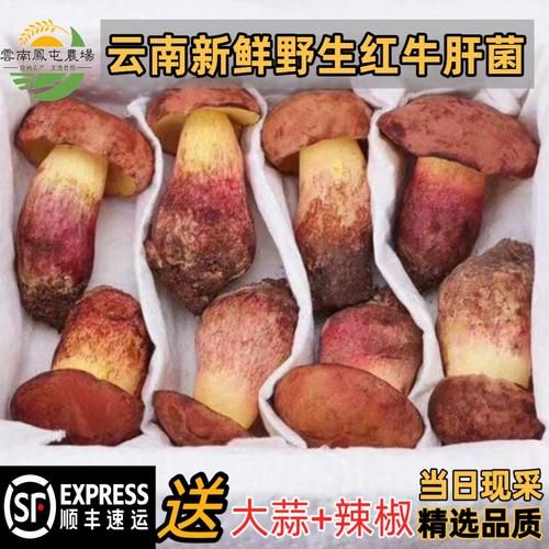 红葱菌多少钱一斤_红葱菌怎么做好吃-第2张图片-山城妙识