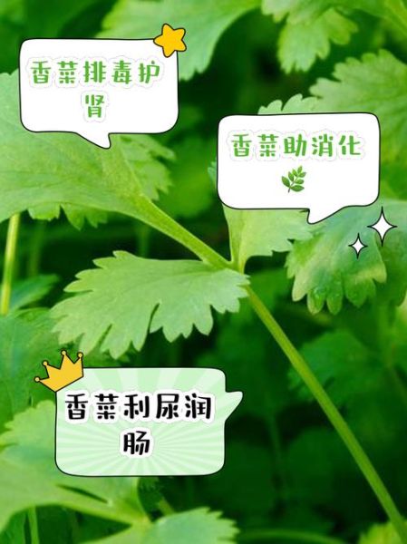 香菜吃多了有什么坏处_香菜的功效与作用-第3张图片-山城妙识