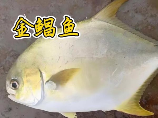 金鲳鱼多少钱一斤2021_2021金鲳鱼价格走势-第2张图片-山城妙识 金鲳鱼多少钱一斤2021_2021金鲳鱼价格走势-第2张图片-山城妙识