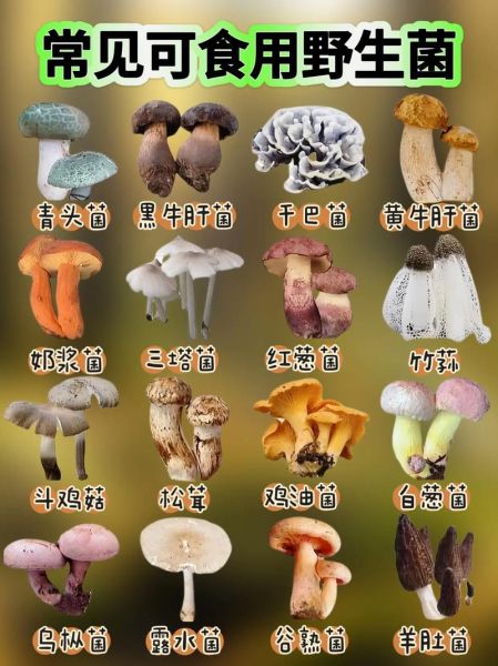 食用蘑菇种类大全有哪些_如何区分可食用与毒蘑菇-第3张图片-山城妙识