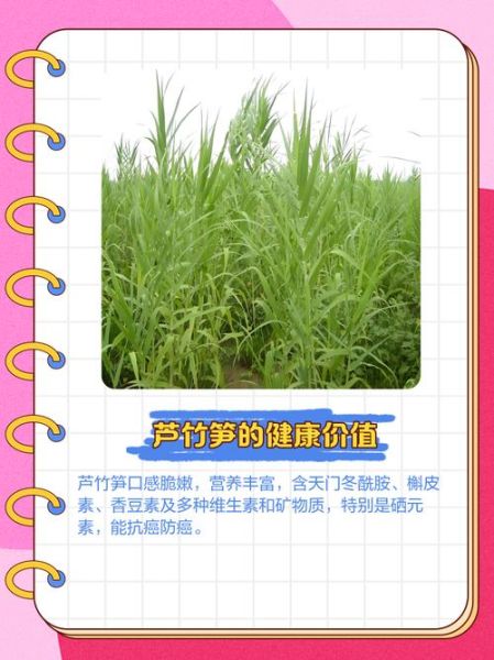 芦笋的营养价值_芦笋的药用功效有哪些-第3张图片-山城妙识 芦笋的营养价值_芦笋的药用功效有哪些-第3张图片-山城妙识