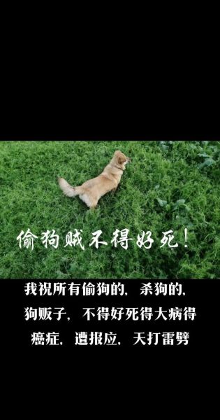 杀狗会有报应吗_杀狗遭报应真实案例-第1张图片-山城妙识