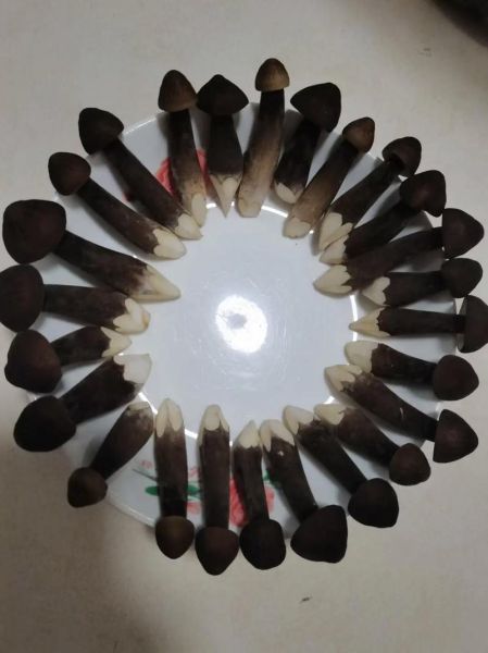 黑皮鸡枞菌怎么种_黑皮鸡枞菌种植技术-第1张图片-山城妙识