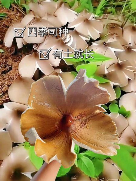 黑皮鸡枞菌怎么种_黑皮鸡枞菌种植技术-第3张图片-山城妙识