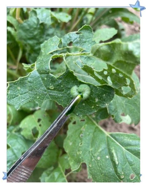 甘蓝菜青虫长什么样_如何彻底消灭-第1张图片-山城妙识