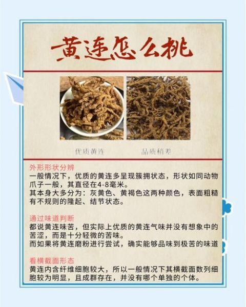 黄连的功效与作用_黄连能治疗哪些疾病-第3张图片-山城妙识