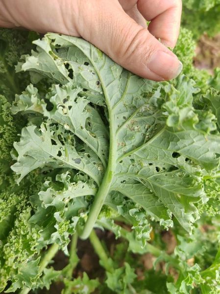 甘蓝菜青虫长什么样_如何彻底消灭-第2张图片-山城妙识