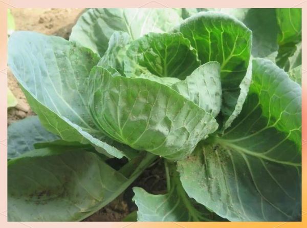 甘蓝菜青虫长什么样_如何彻底消灭-第3张图片-山城妙识