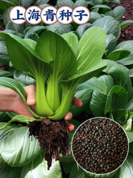 上海青什么时候种最好_上海青怎么种才高产-第1张图片-山城妙识
