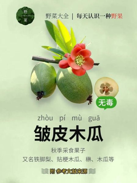 野木瓜怎么吃最好_野木瓜的吃法大全-第1张图片-山城妙识