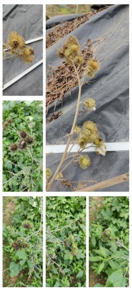 野生牛蒡根图片_野生牛蒡根长什么样-第1张图片-山城妙识