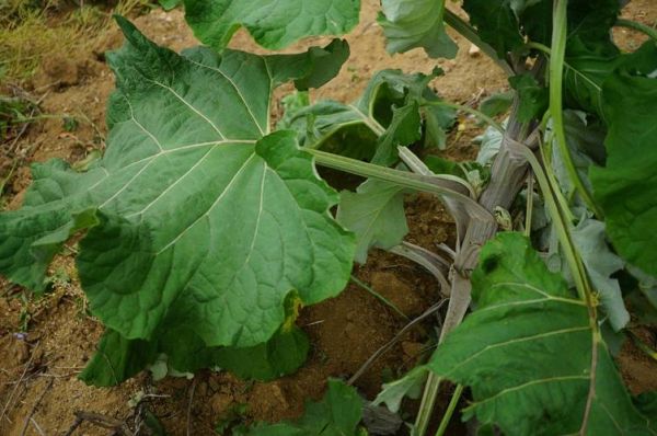 野生牛蒡根图片_野生牛蒡根长什么样-第2张图片-山城妙识