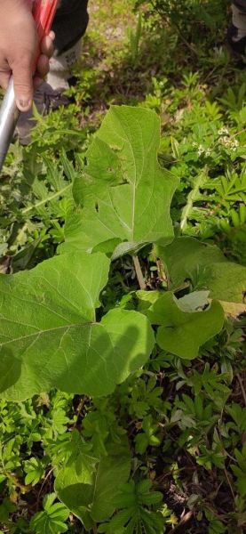 野生牛蒡根图片_野生牛蒡根长什么样-第3张图片-山城妙识