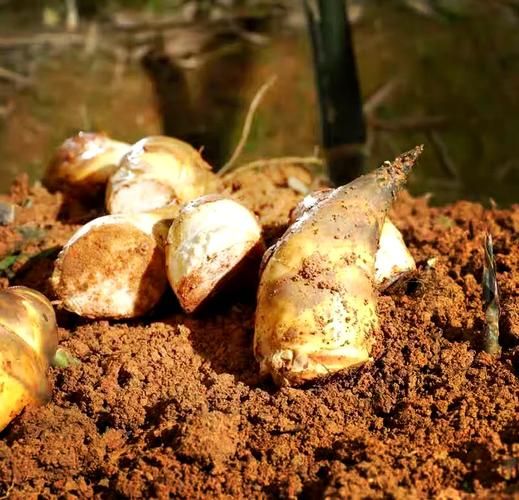 马蹄竹图片_马蹄竹长什么样-第2张图片-山城妙识