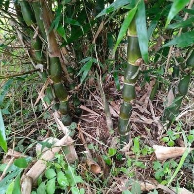 马蹄竹图片_马蹄竹长什么样-第3张图片-山城妙识