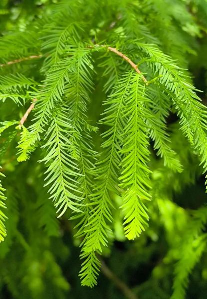 落羽杉怎么种_落羽杉和池杉区别-第3张图片-山城妙识