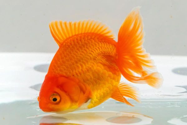 金鱼图片大全大图_如何挑选高清壁纸-第2张图片-山城妙识 金鱼图片大全大图_如何挑选高清壁纸-第2张图片-山城妙识