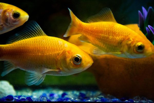 金鱼图片大全大图_如何挑选高清壁纸-第3张图片-山城妙识 金鱼图片大全大图_如何挑选高清壁纸-第3张图片-山城妙识