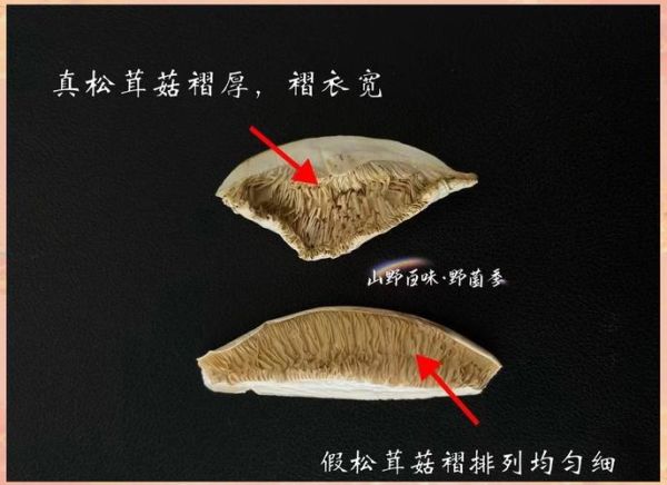 松茸长什么样子_如何辨别真假松茸-第1张图片-山城妙识