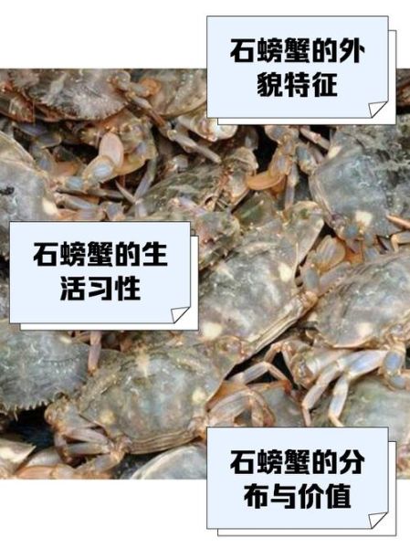 石蟹是最差的螃蟹吗_石蟹口感怎么样-第1张图片-山城妙识