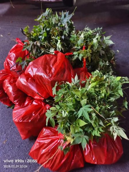 覆盆子树苗怎么选_覆盆子树苗图片怎么看-第1张图片-山城妙识 覆盆子树苗怎么选_覆盆子树苗图片怎么看-第1张图片-山城妙识