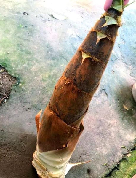 高笋中间有黑点能吃吗_高笋黑点去除方法-第2张图片-山城妙识