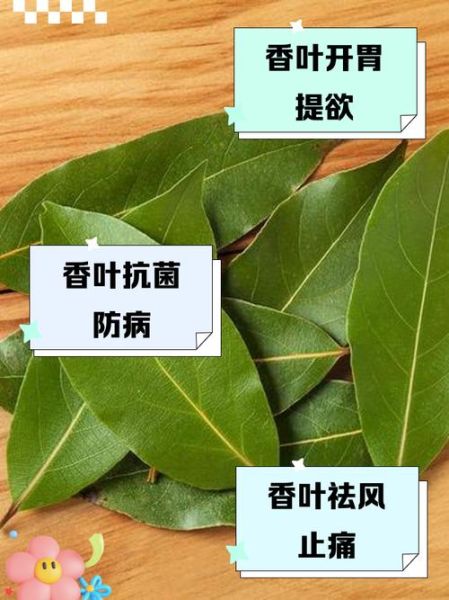 香叶树怎么养_香叶树的功效与作用-第3张图片-山城妙识
