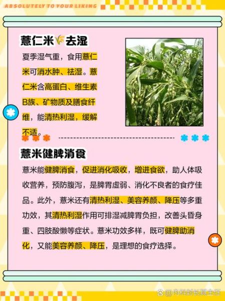 薏仁米图片功效与作用_怎么吃最养人-第2张图片-山城妙识 薏仁米图片功效与作用_怎么吃最养人-第2张图片-山城妙识