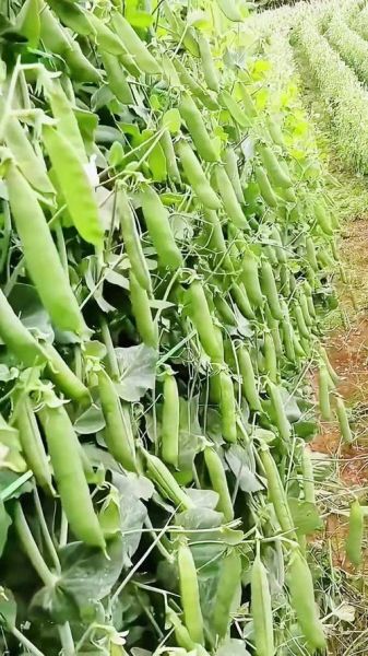 荷兰豆原产地在哪里_荷兰豆为什么叫荷兰豆-第2张图片-山城妙识