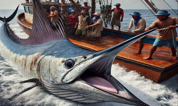 马林鱼是什么鱼_马林鱼和金枪鱼区别-第2张图片-山城妙识