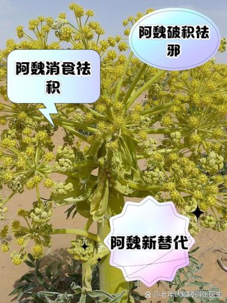 阿魏草的功效与作用_阿魏草怎么吃效果最好-第1张图片-山城妙识