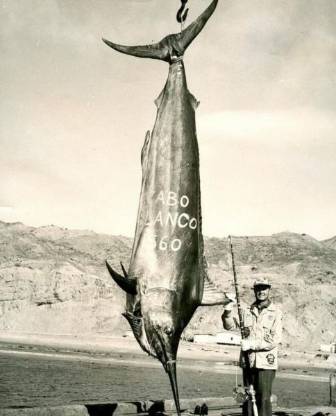 马林鱼是什么鱼_马林鱼和金枪鱼区别-第1张图片-山城妙识